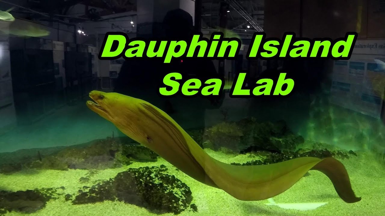 Dauphin Island Sea Laboratory at Alyssa Wales blog